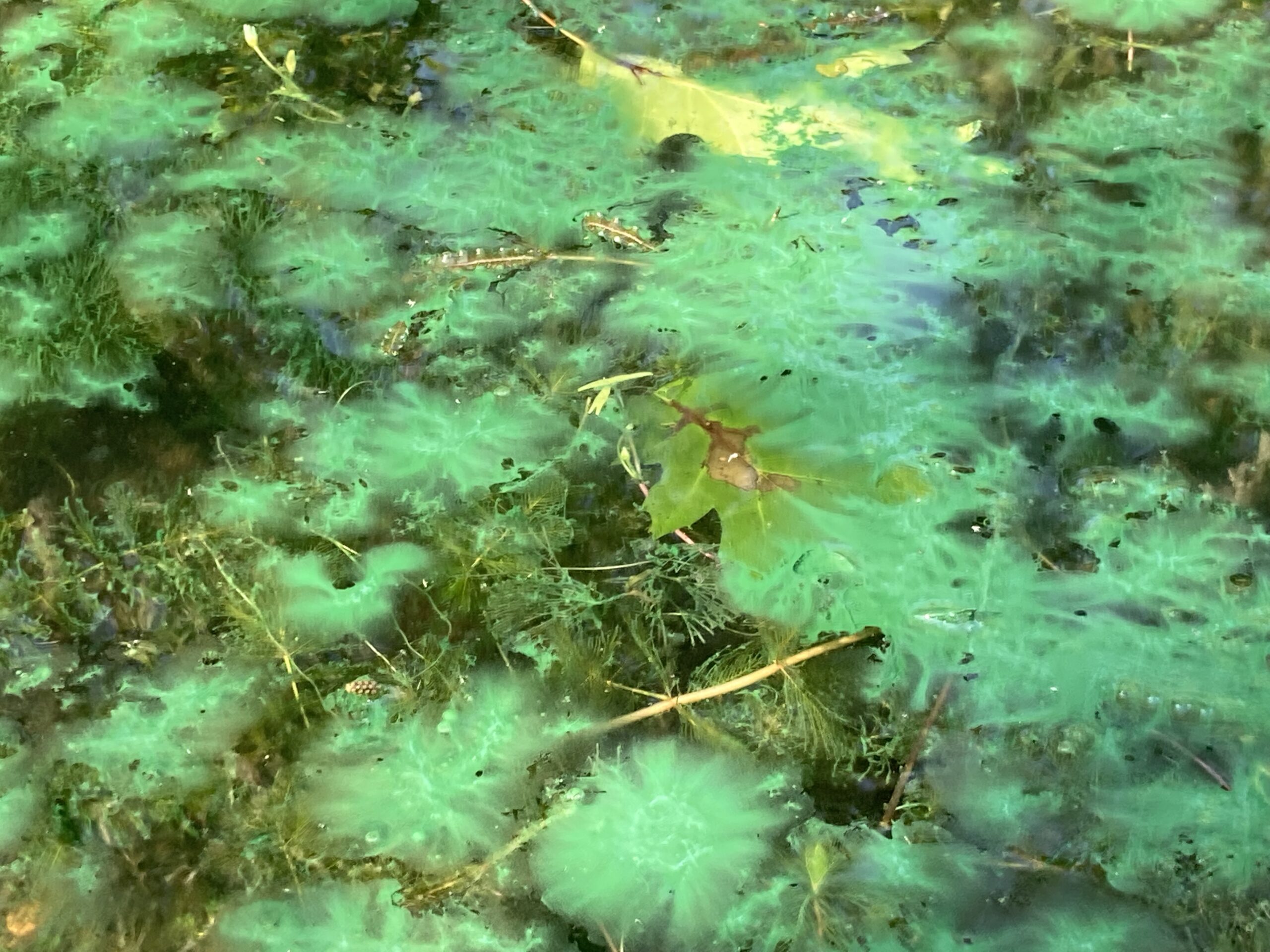 4- Objectionable art cyanobacteria accumulate over invasive plants ...